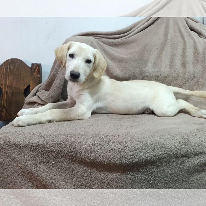 Лабрадор-ретривер, щенок