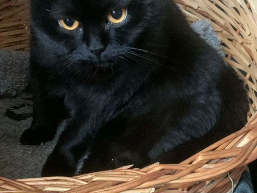 Кот бесплатно