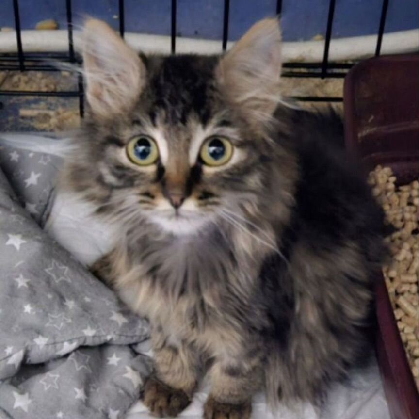 Пушистый миленький котёнок Тиграш