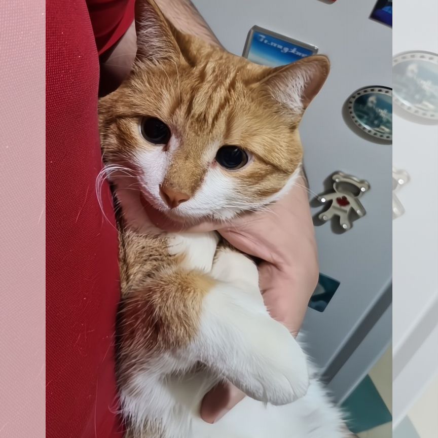 Отдам котейку в хорошие руки