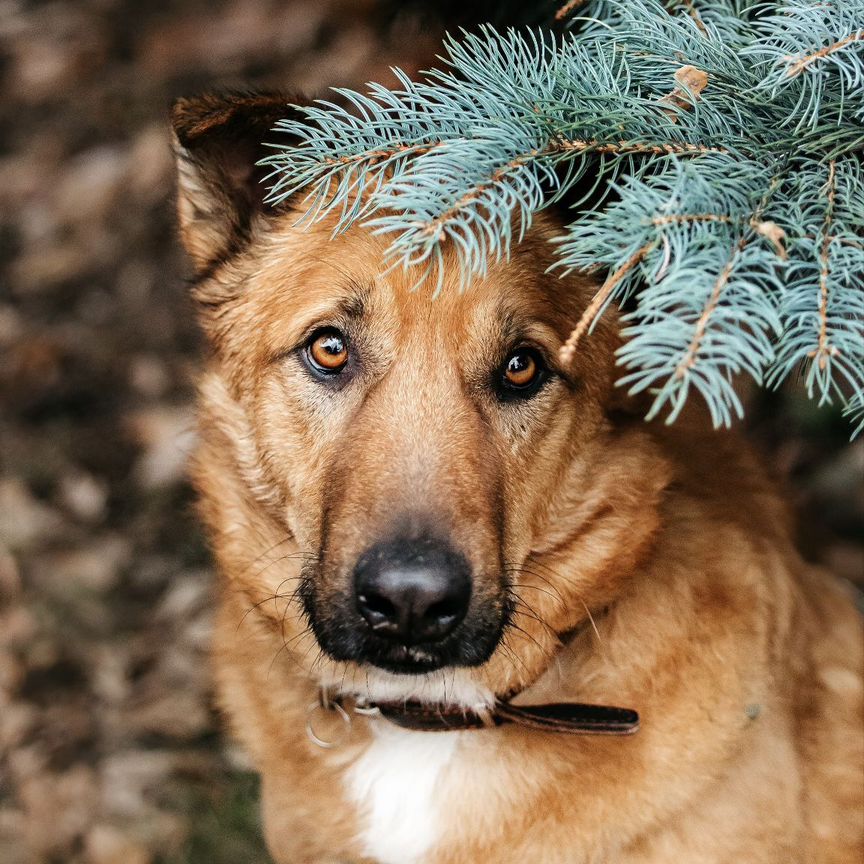 Собака в добрые руки Москва