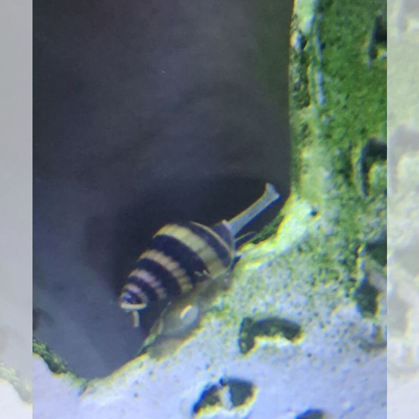 Улитка хелена