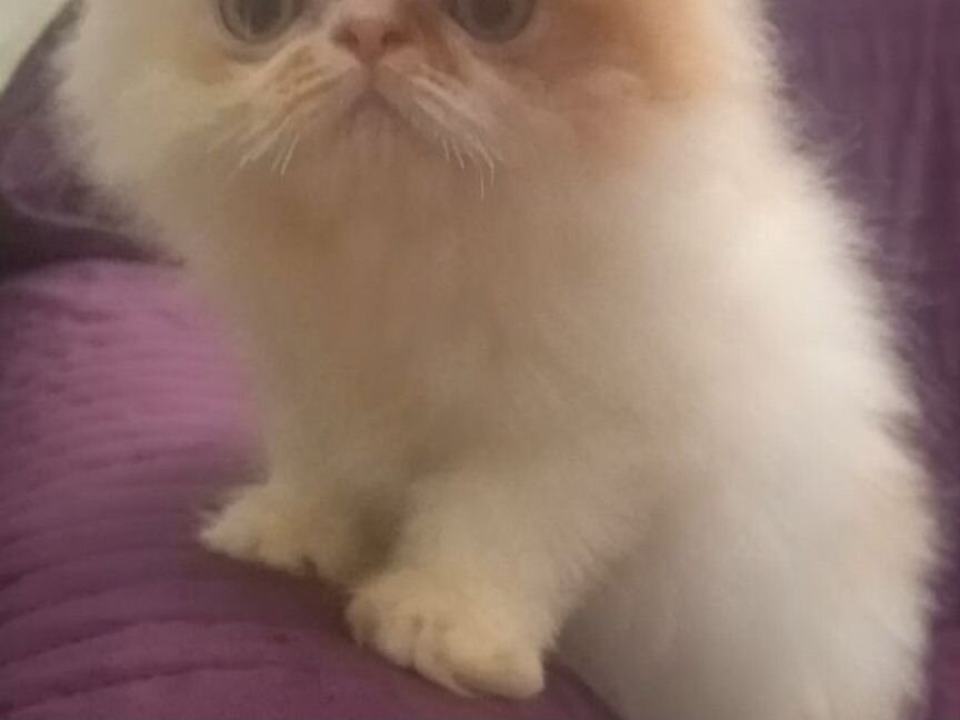 Персидский бел-кр мальчик