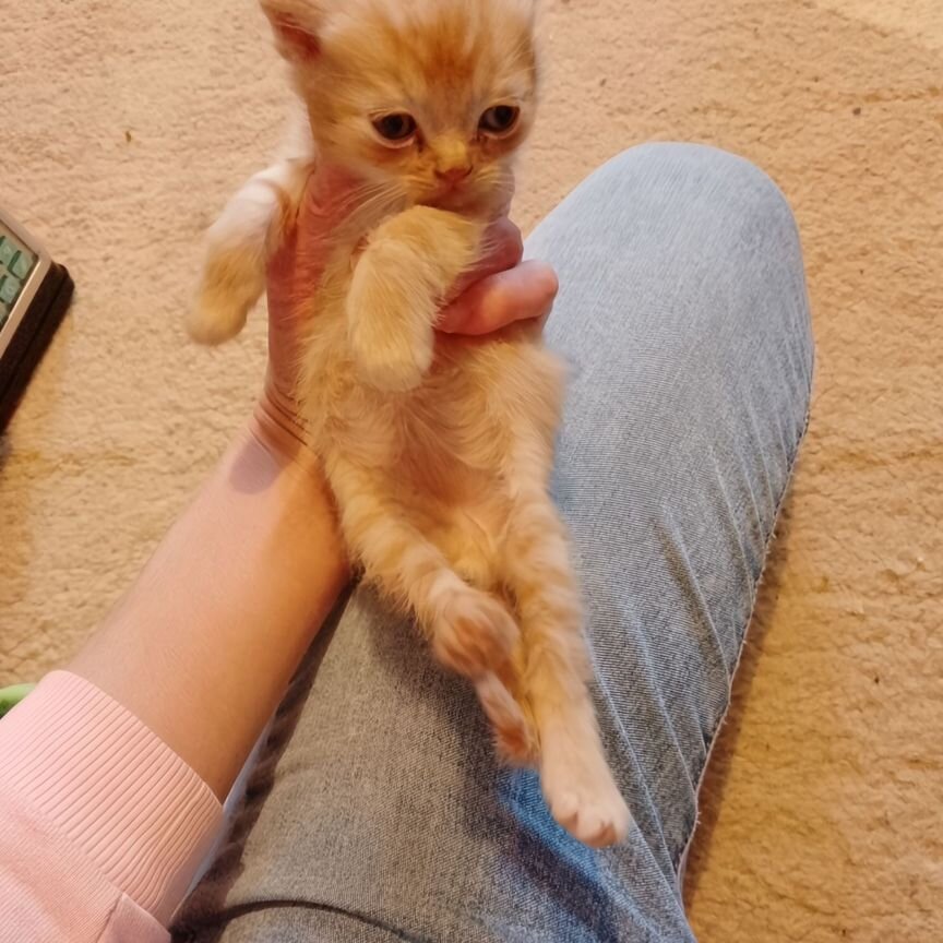 Котята персидская британские помесь