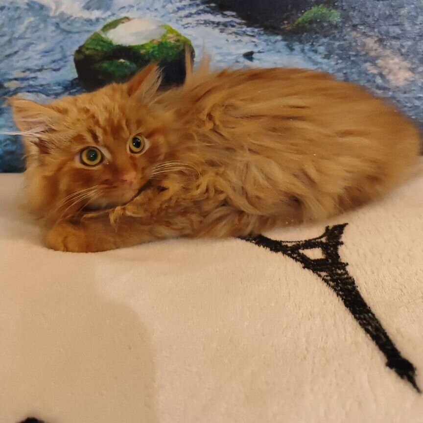 Мейн-кун котёнок