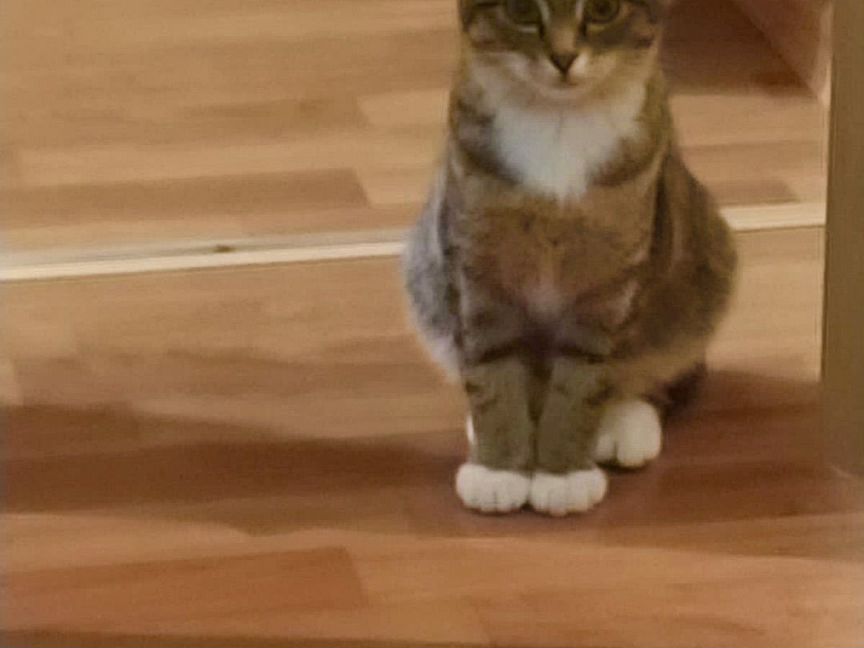 Куколка вислоушка