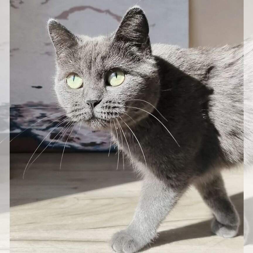 Взрослая, кошка в добрые руки