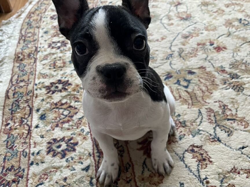 Французский бульдог