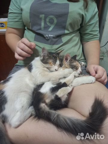 Трехцветные котята в добрые руки