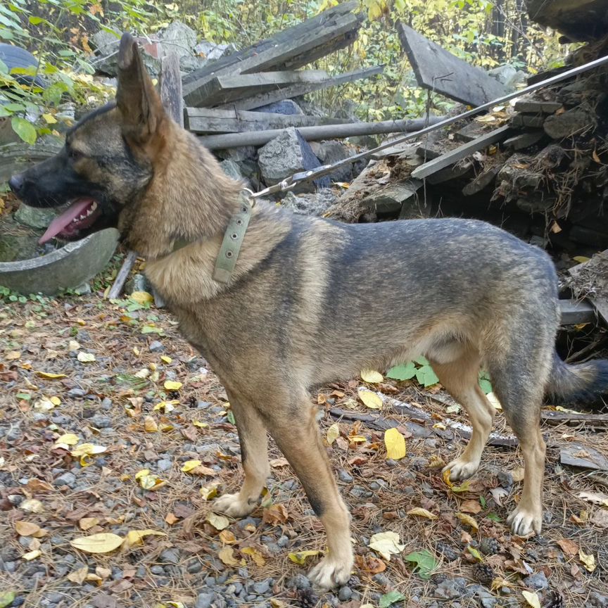 Годовалый, привит, среднего роста, стерилен, прив