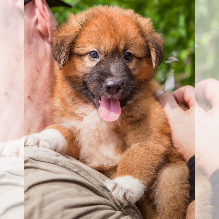 Щенки в заботливые ручки