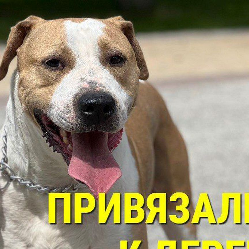 Американский стаффордширский терьер, взрослая собака