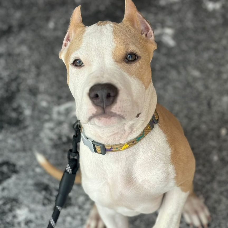 Стаффордширский терьер щенок в добрые руки