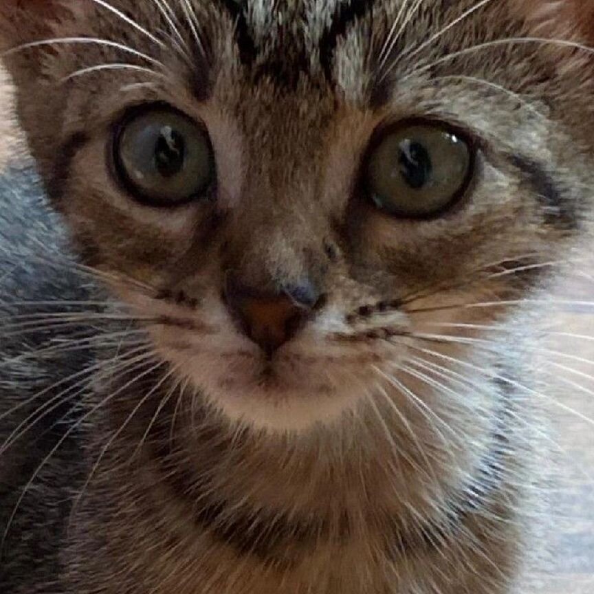 Чудесный котенок