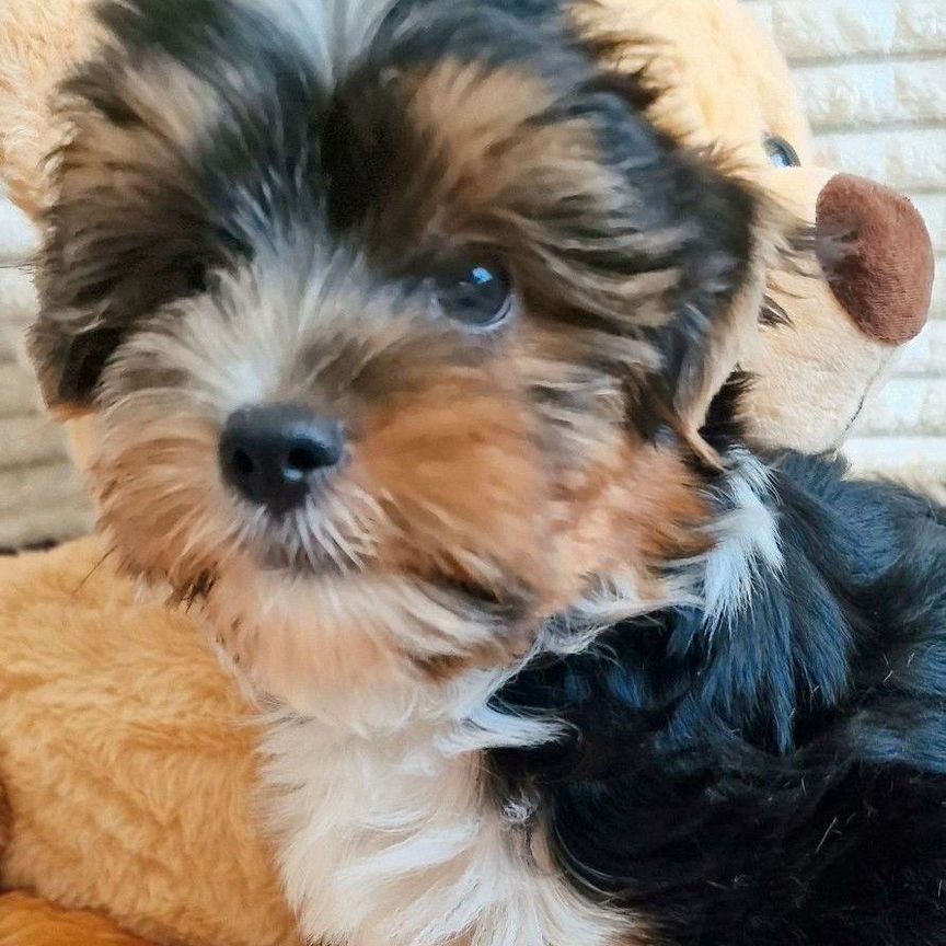 Бивер мальчик с 23 февраля