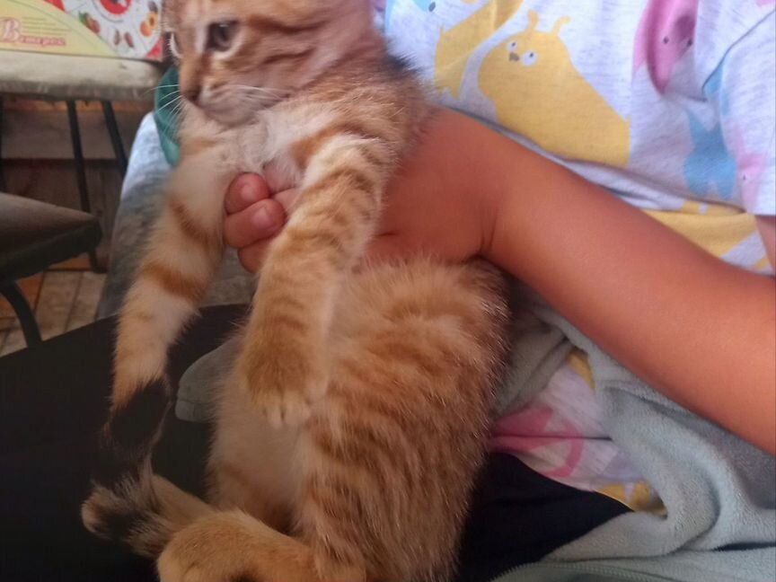 Котенок девочка бесплатно