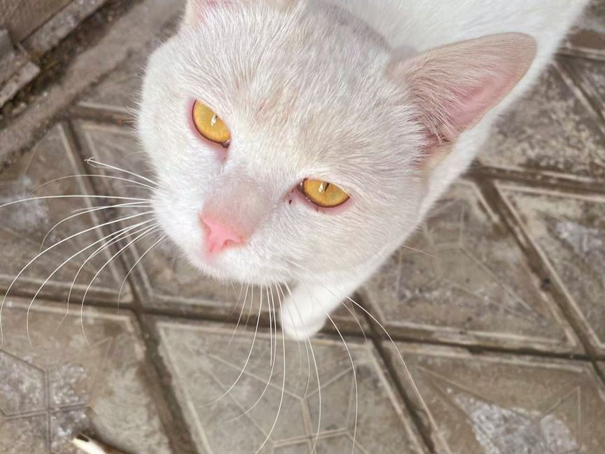 Снежок в добрые руки