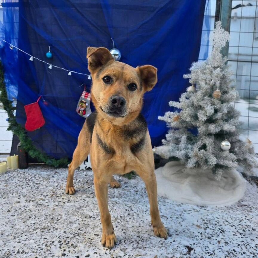 Взрослый пёс в добрые руки