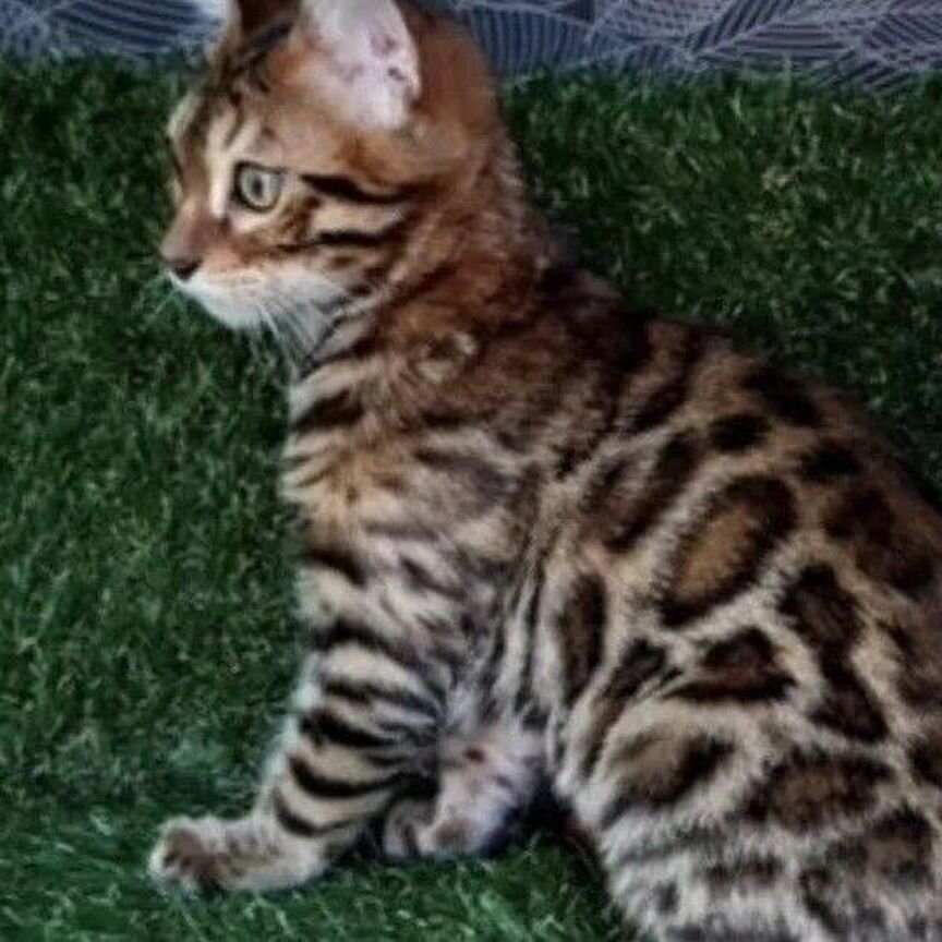 Котята