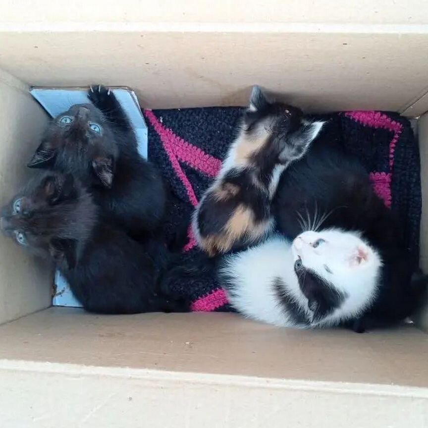Котёнок в добрые руки