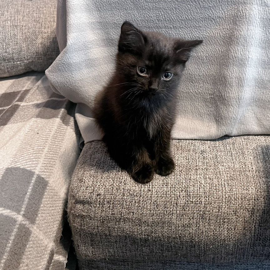 Котенок девочка в добрые руки