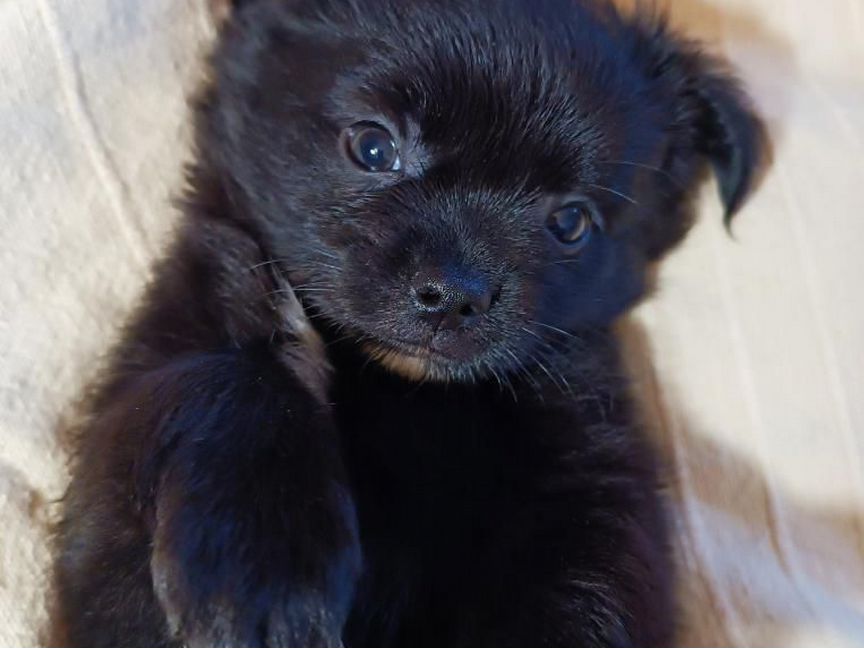 Щенок чихуахуа мальчик