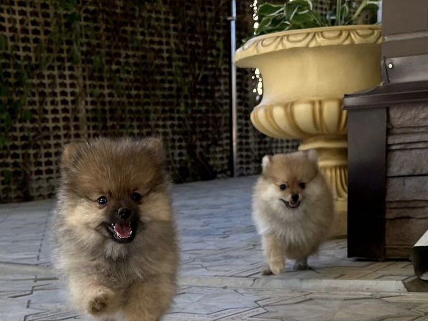 Щенки немецкого шпица