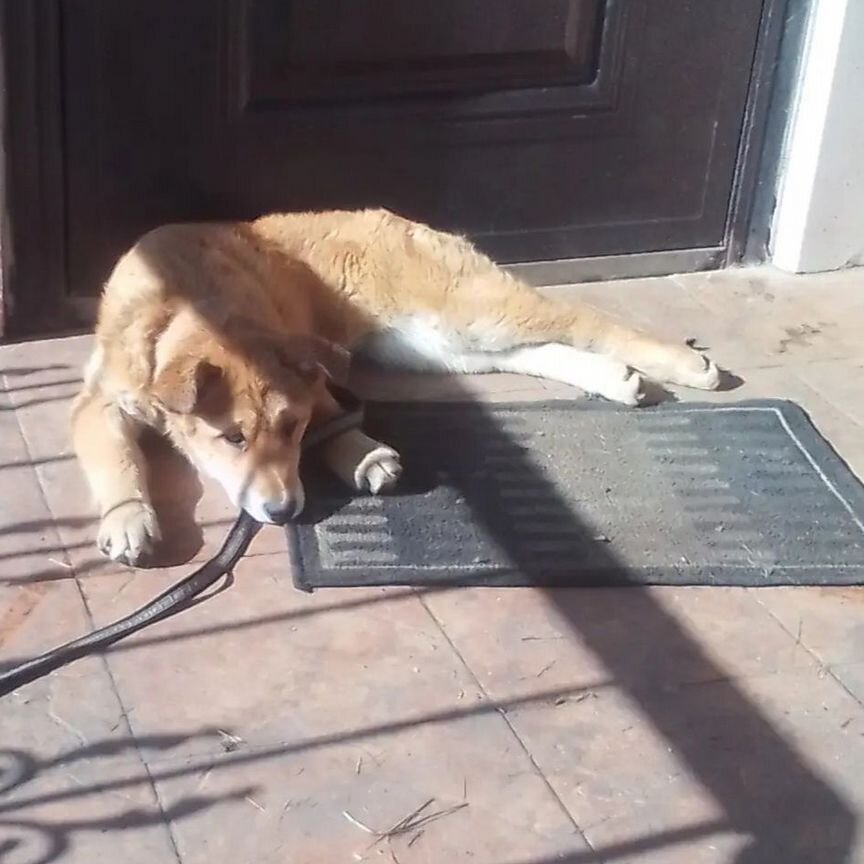 Лайка, щенок