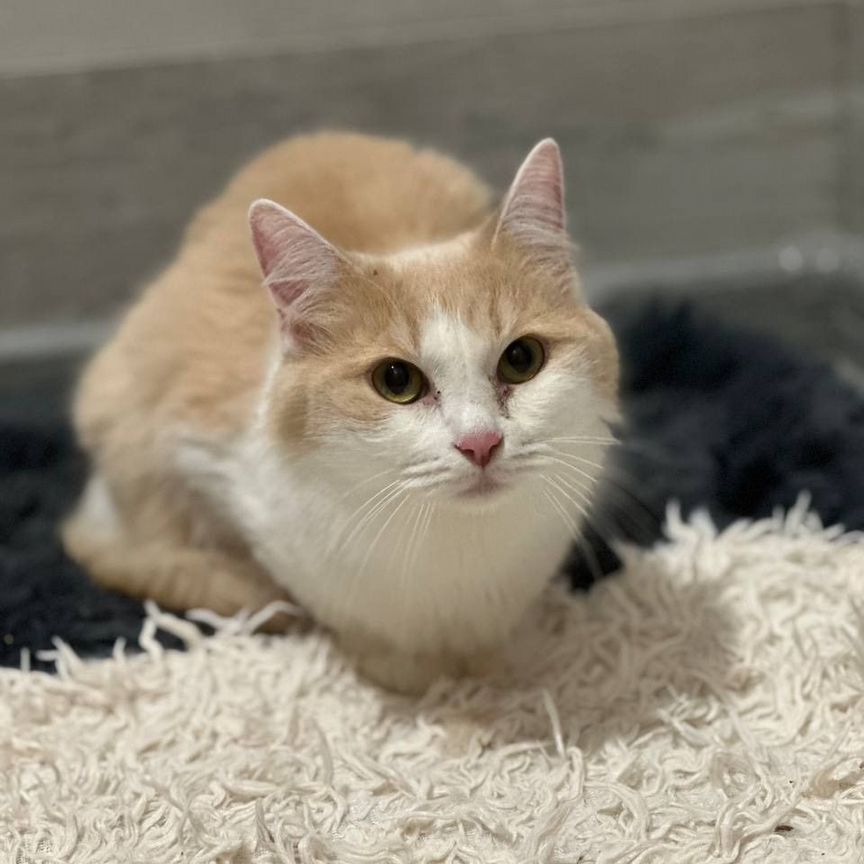 Принцесса кошечка 6 дет рыжая с белым