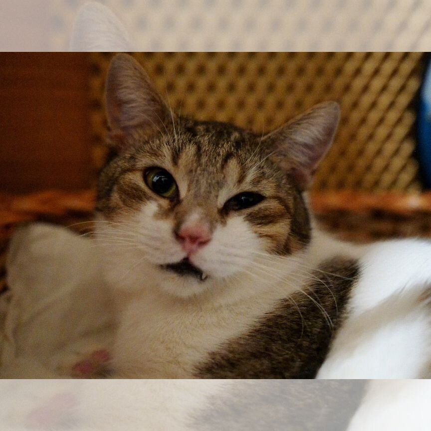 Котик Томас