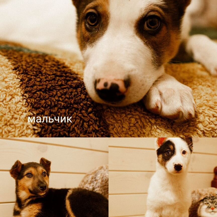 Щенок в добрые руки бесплатно