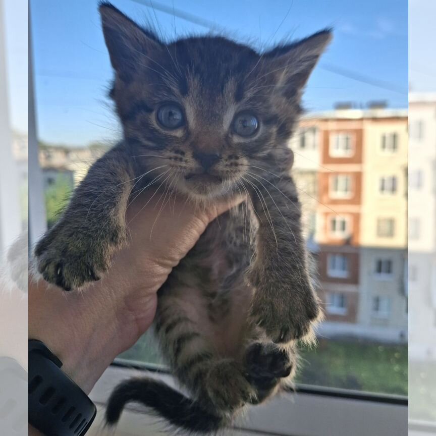Котята