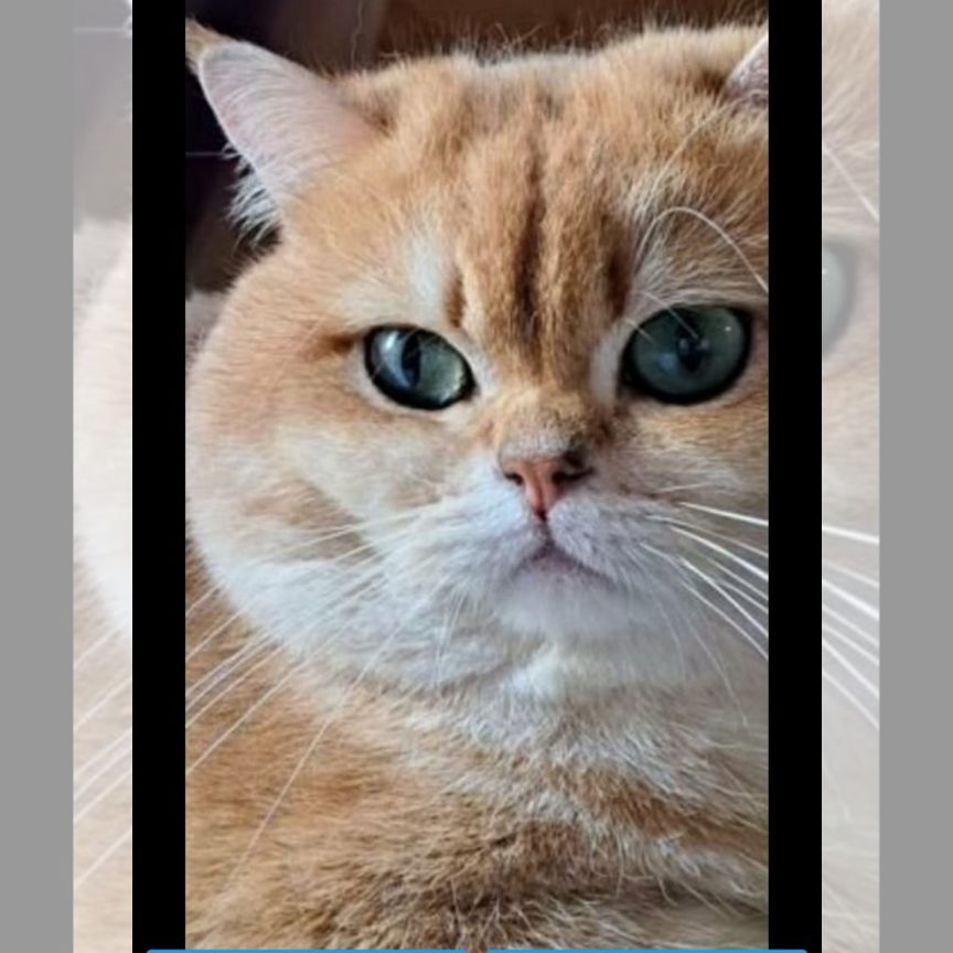 Кот пу 12