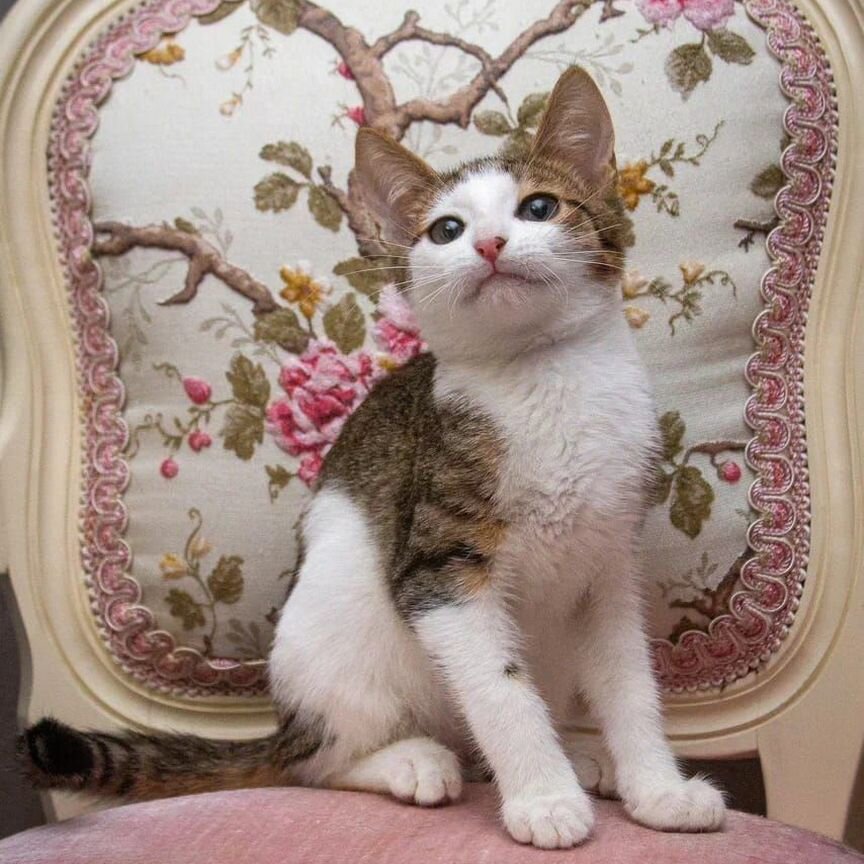 Котенок Ластик