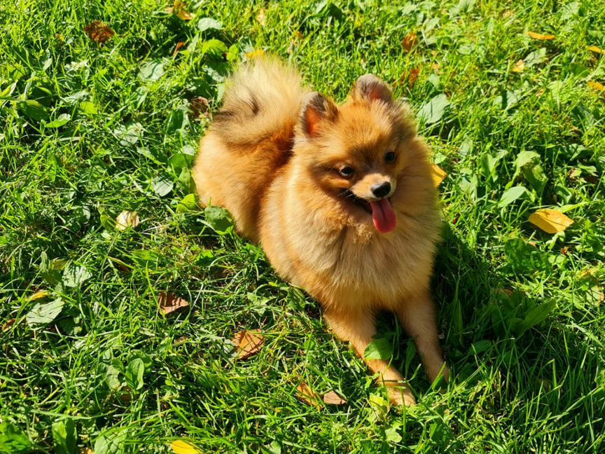 Чудесный рыженький мальчик шпиц