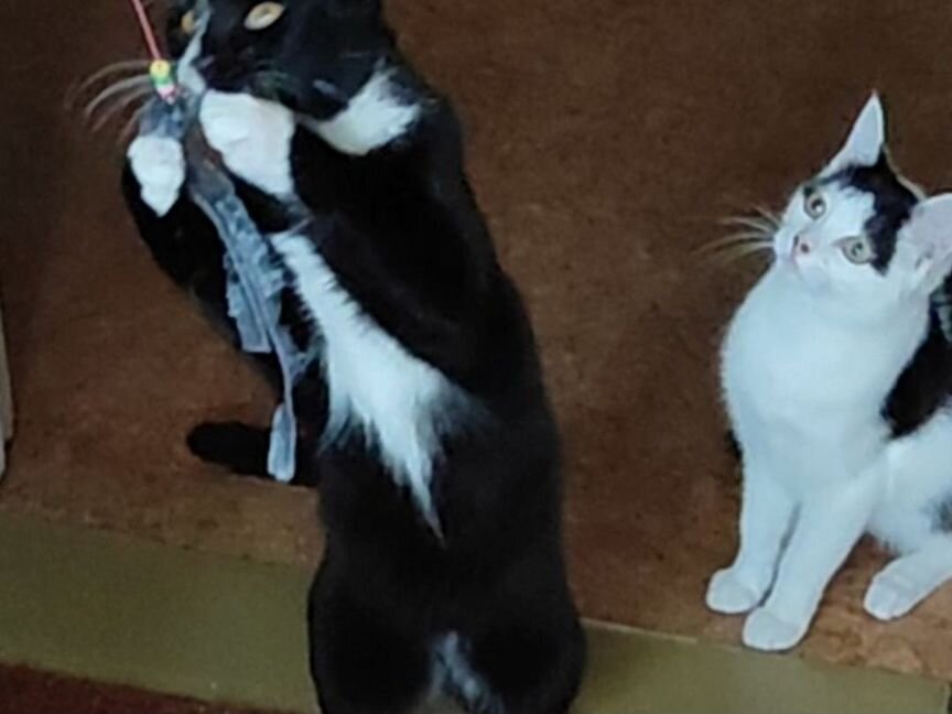 Котик инь-янь