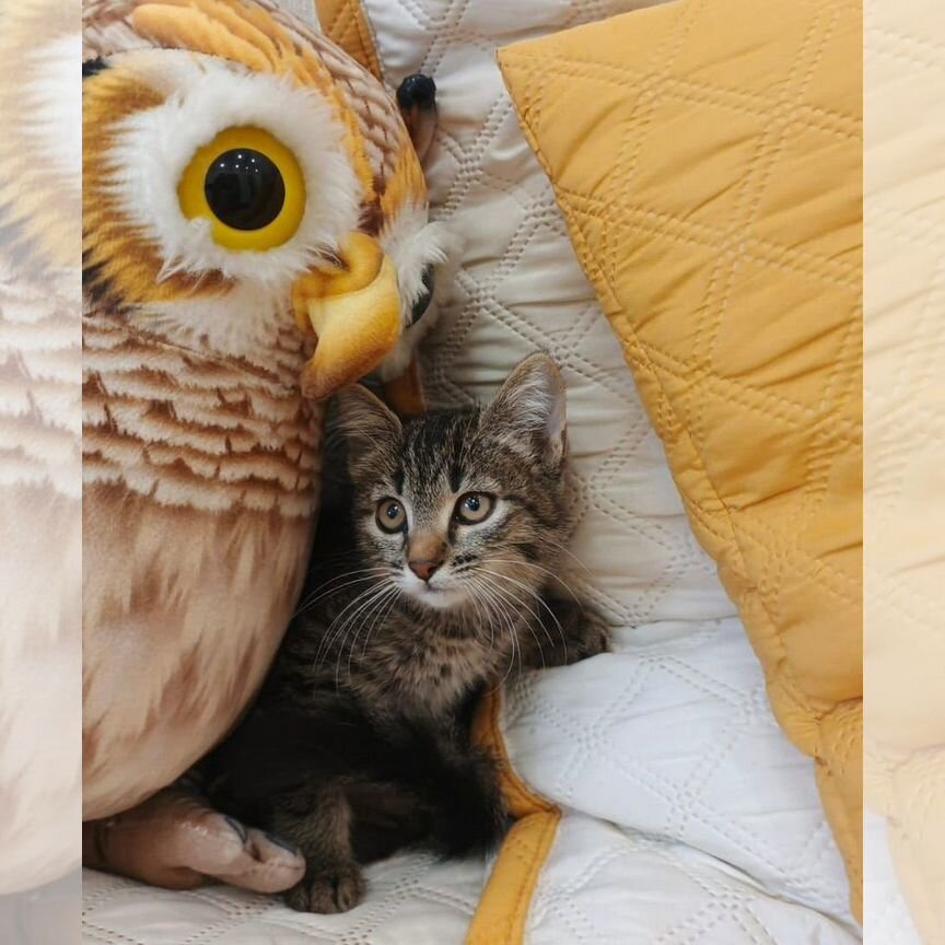 Котёнок в добрые руки