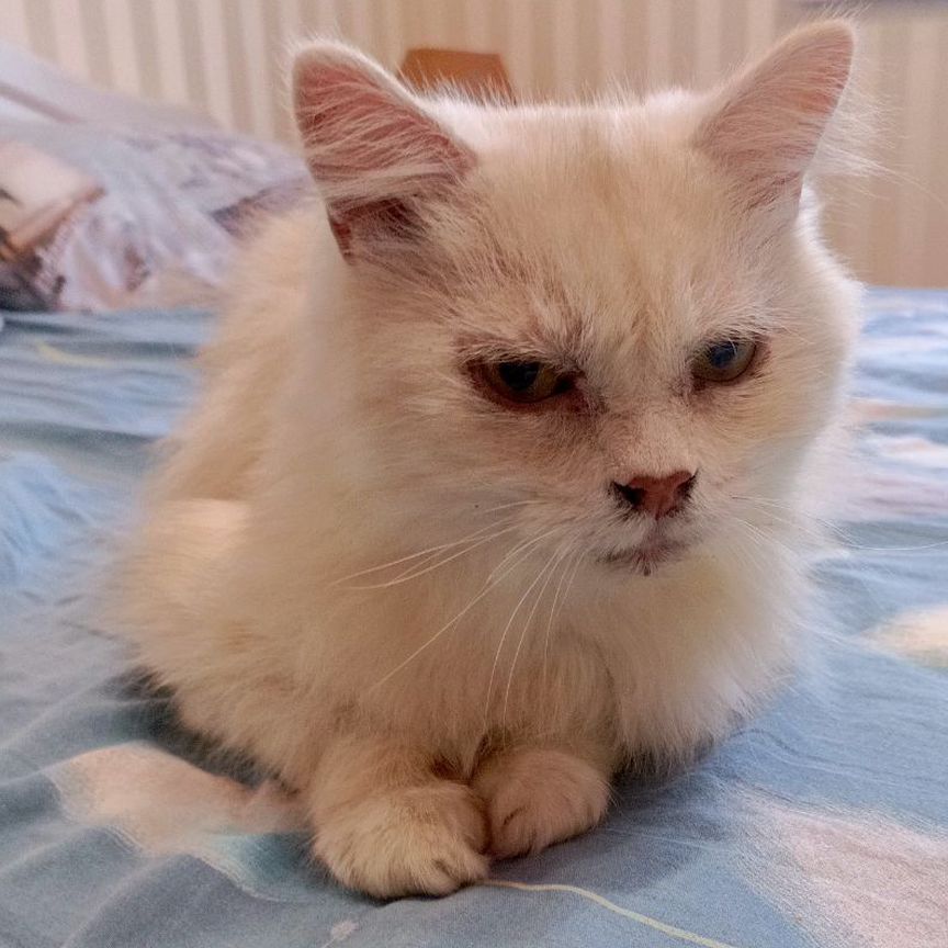 Сибирский, взрослый кот