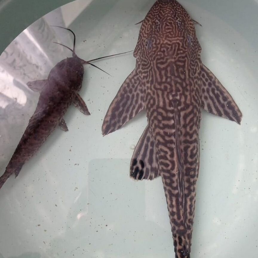 Анцистусы сомики