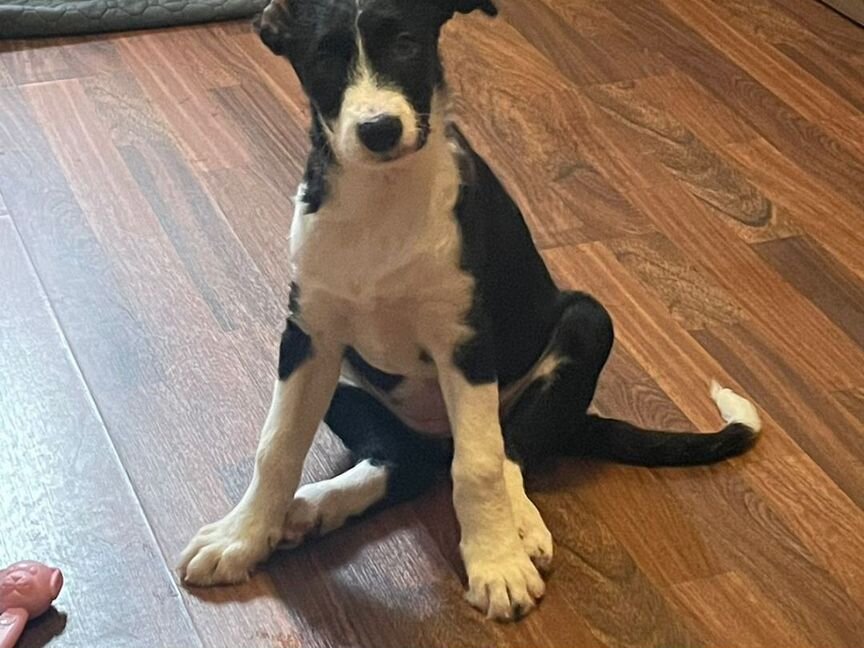 Щенок в добрые руки бесплатно