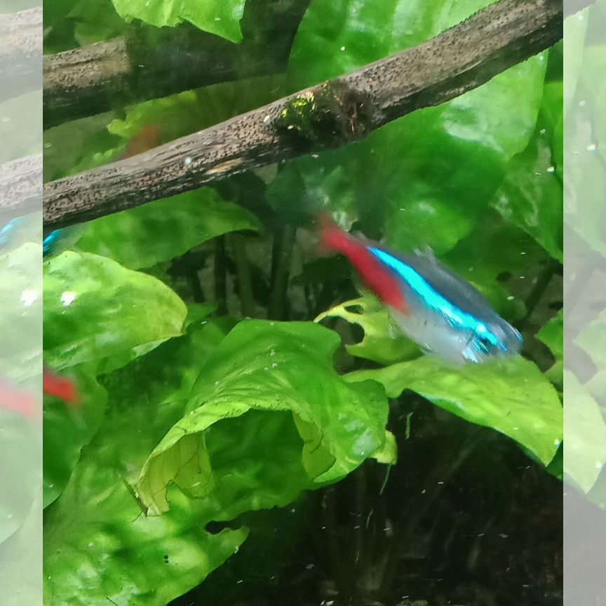 Аквариумные рыбки,улитки