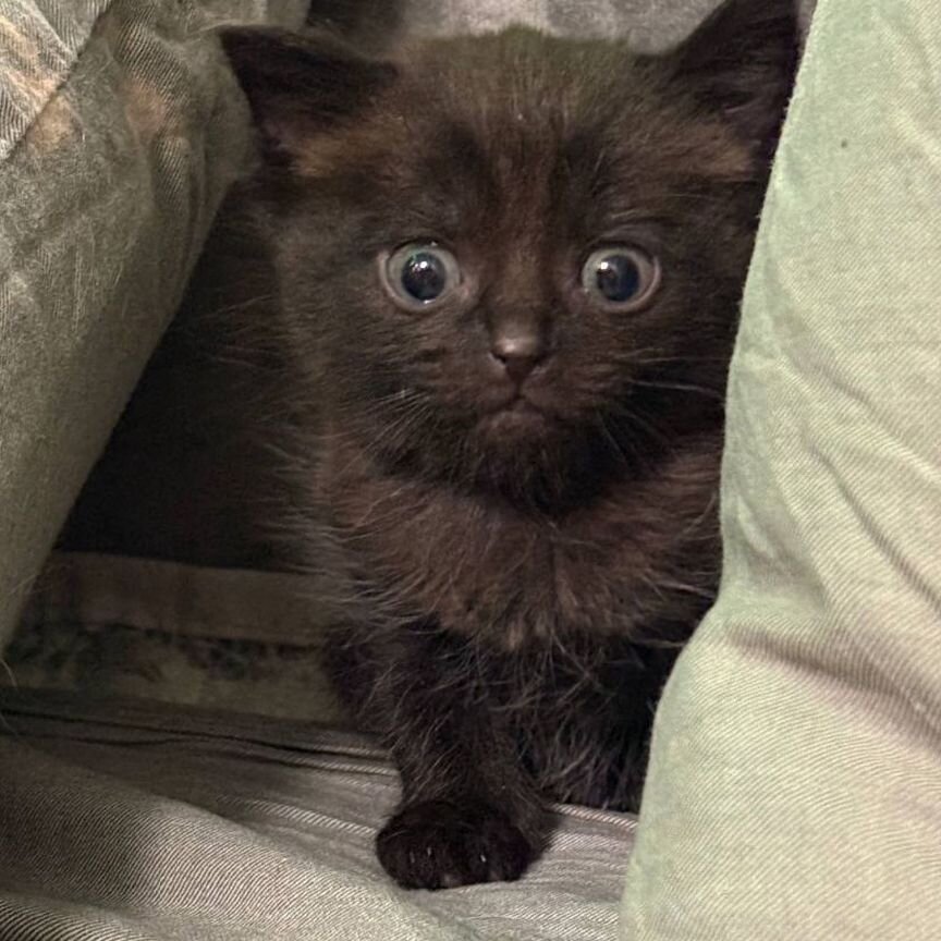 Котёнок в добрые руки