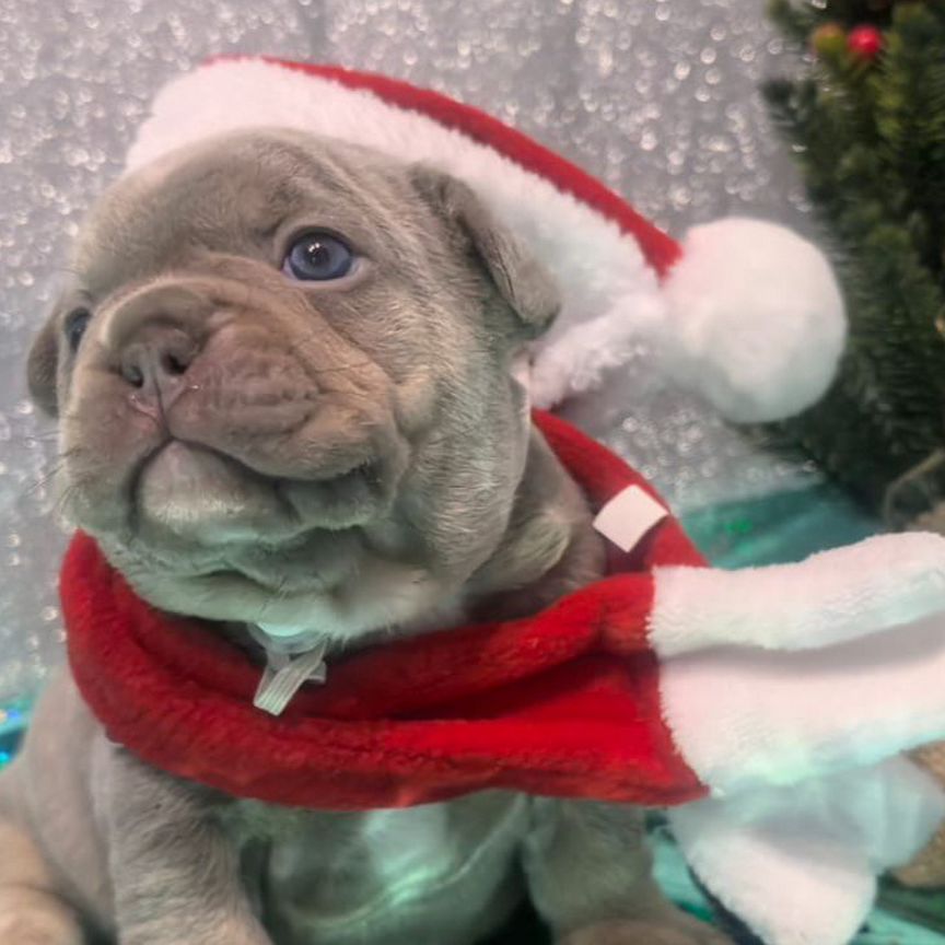 Французский бульдог, щенок