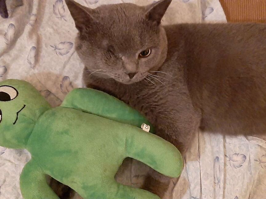 Кот одноглазый