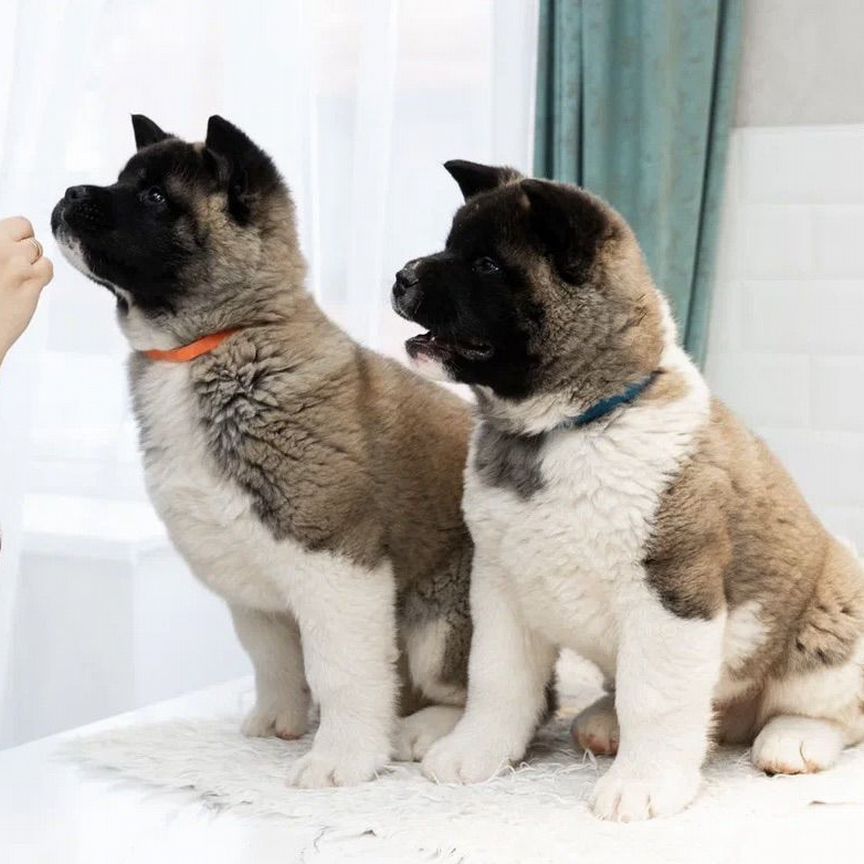 Щенки американской акиты