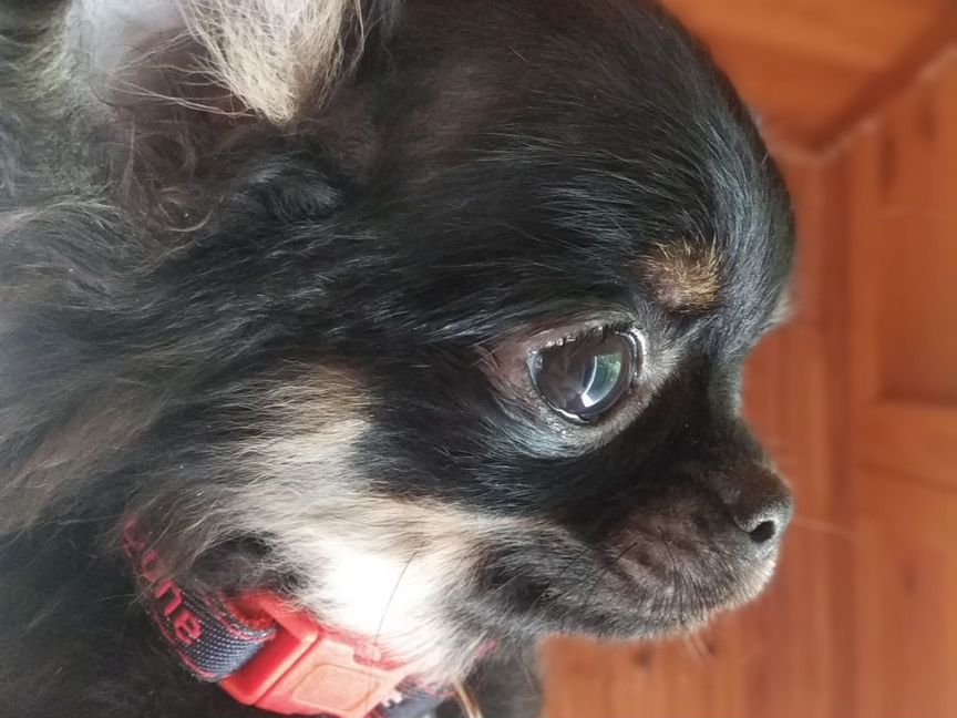 Чихуахуа мини мальчик