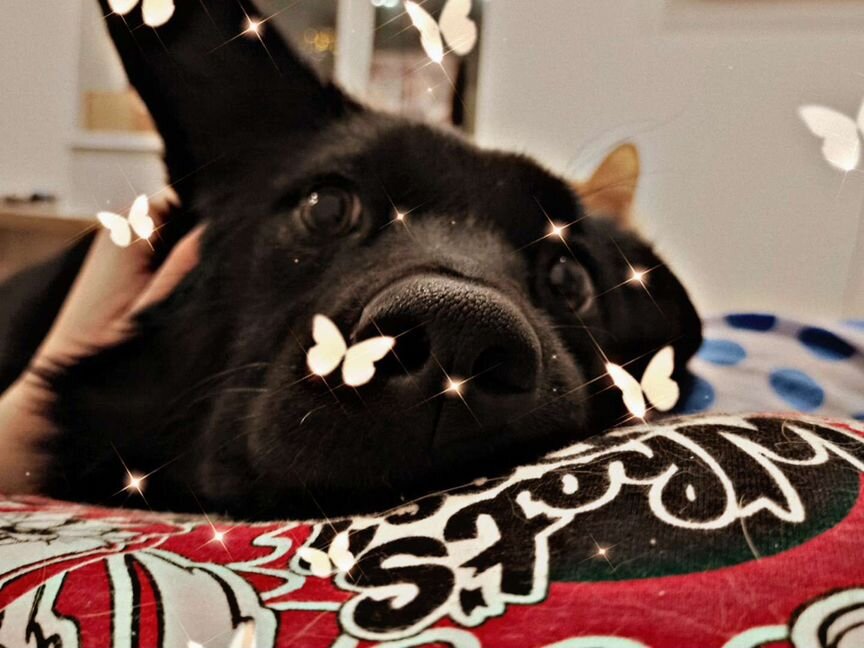 Семён ищет дом