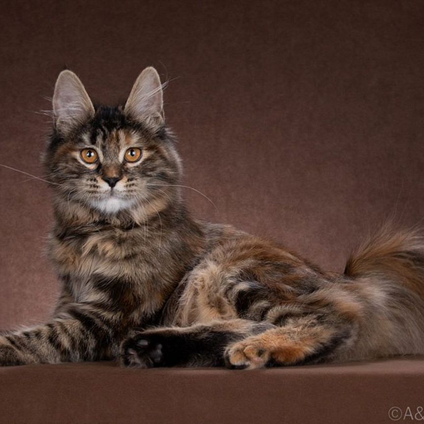 Курильский бобтейл