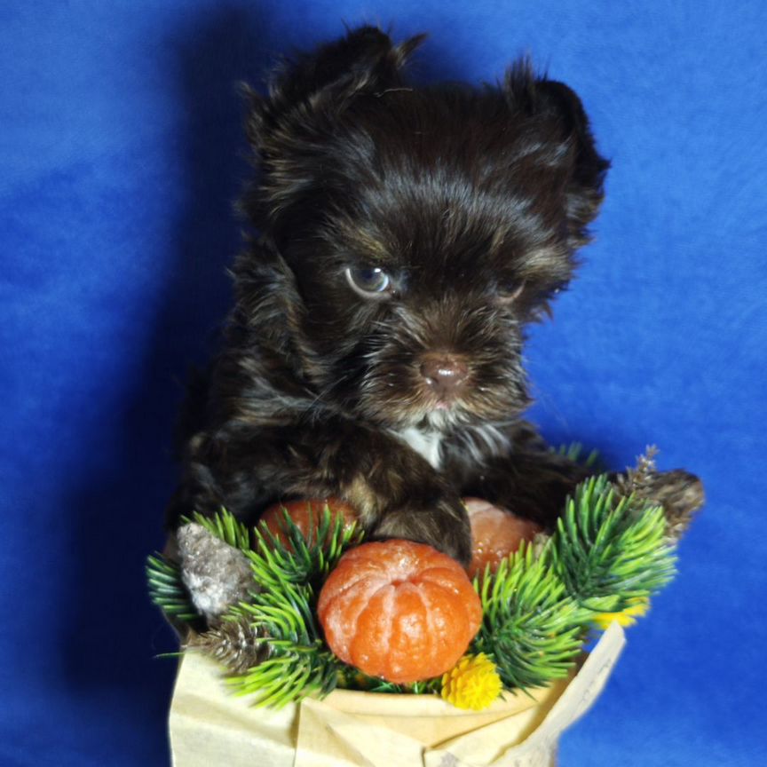 Бивер-йоркширский терьер, щенок