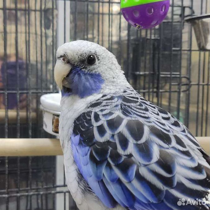 Попугай Розелла Пената